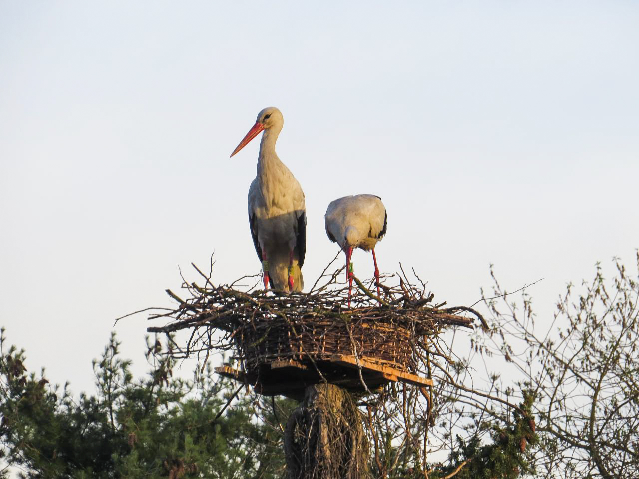 Nobby hat 'ne Freundin - Vogelschutzwarte Storchenhof Loburg e. V.
